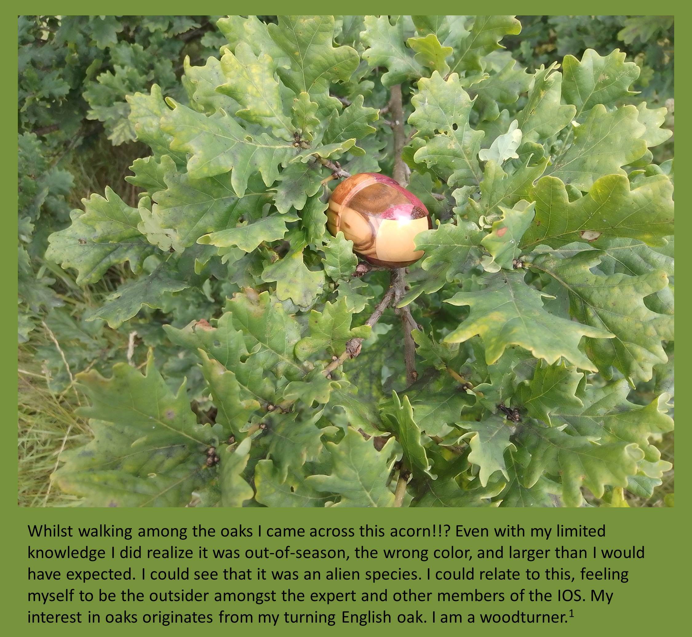 An Oak Study Day Through the Eyes of a Woodturner | International Oak ...
