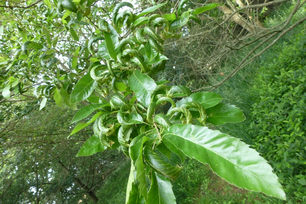 Oaks and Herbicide | International Oak Society