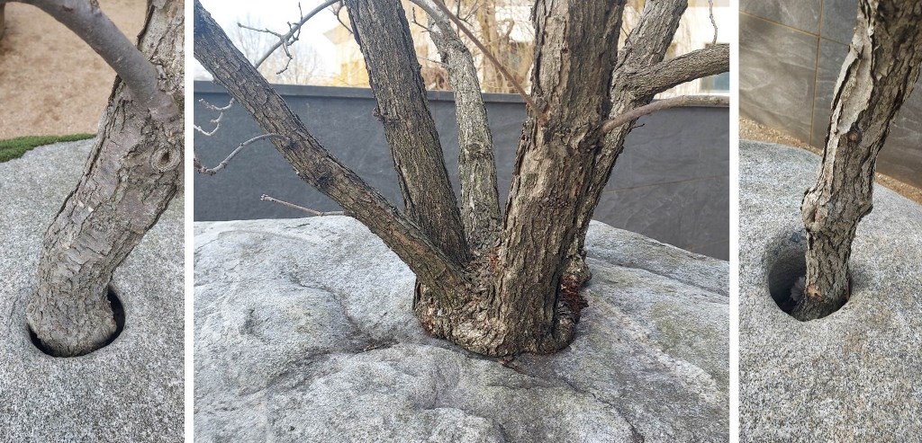 Oaks on the Rocks | International Oak Society