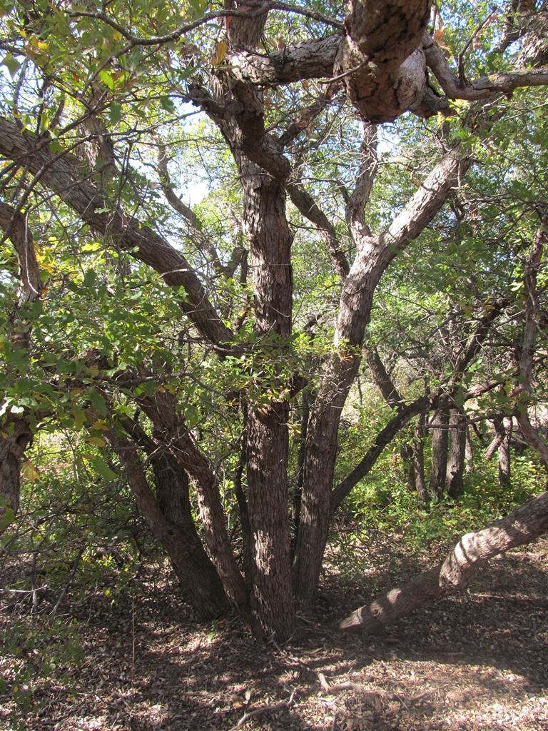 A New Oklahoma Station for Quercus sinuata var. breviloba ...