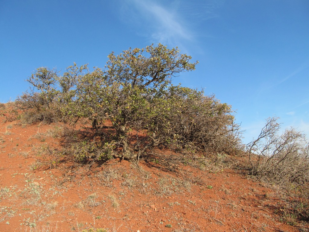 A New Oklahoma Station for Quercus sinuata var. breviloba ...