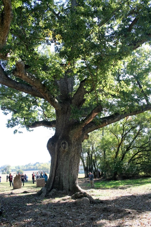 The Sacred Oak of Oley | International Oak Society