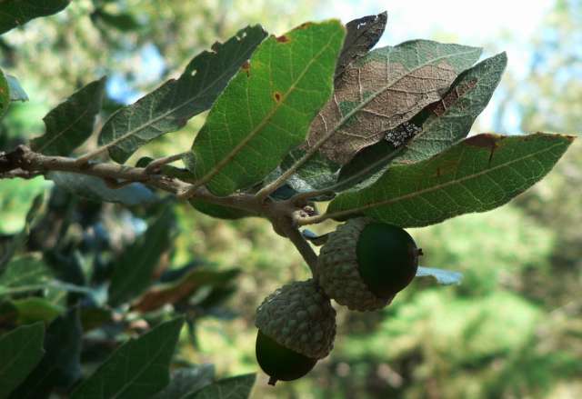 9490 Kilometres Across Mexico, Sep.-Oct. 2010 | International Oak Society