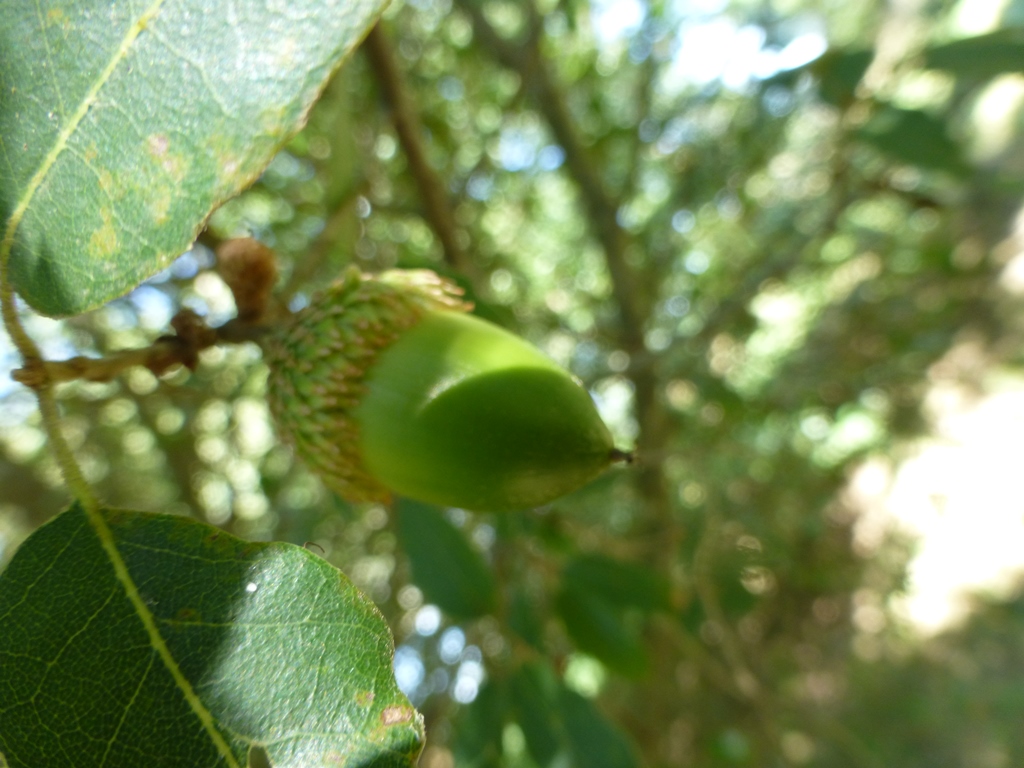 A Hybrid with a Twist | International Oak Society