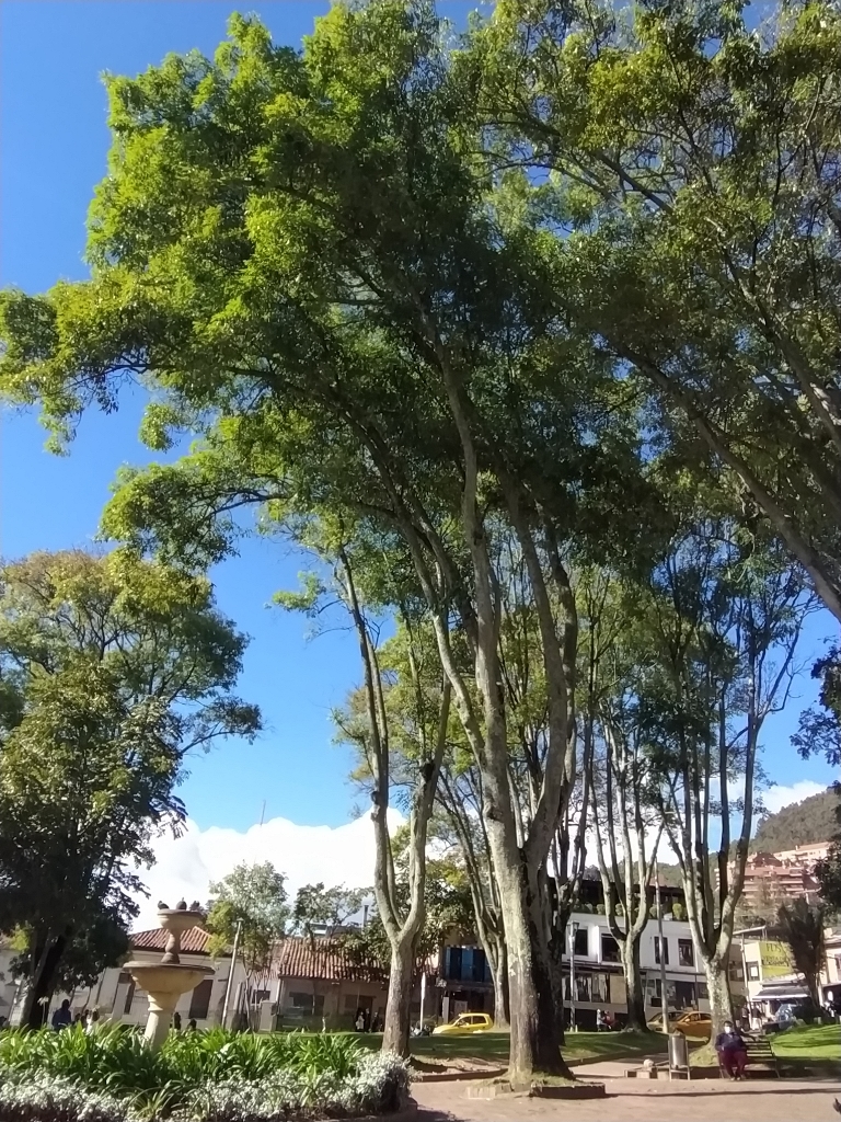 Not Another Oak Calamity… | International Oak Society