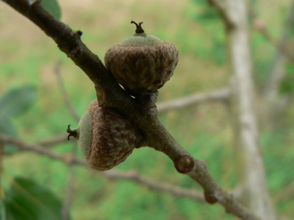 2016: A Good Year For Acorns at the Arboretum des Pouyouleix ...