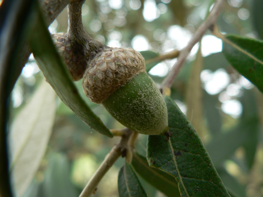 2016: A Good Year For Acorns at the Arboretum des Pouyouleix ...
