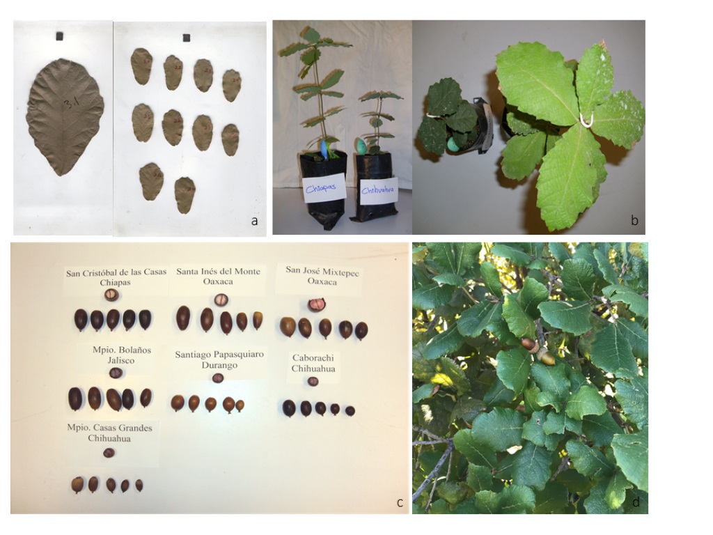 A Propagation Manual for Quercus—in Spanish | International Oak Society