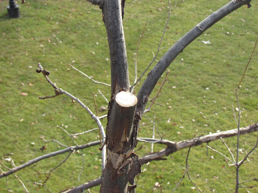Pruning Young Oaks | International Oak Society