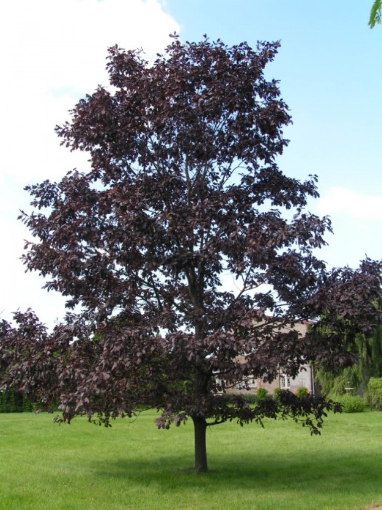 Cultivar Close-up: Quercus robur 'Timuki' | International Oak Society