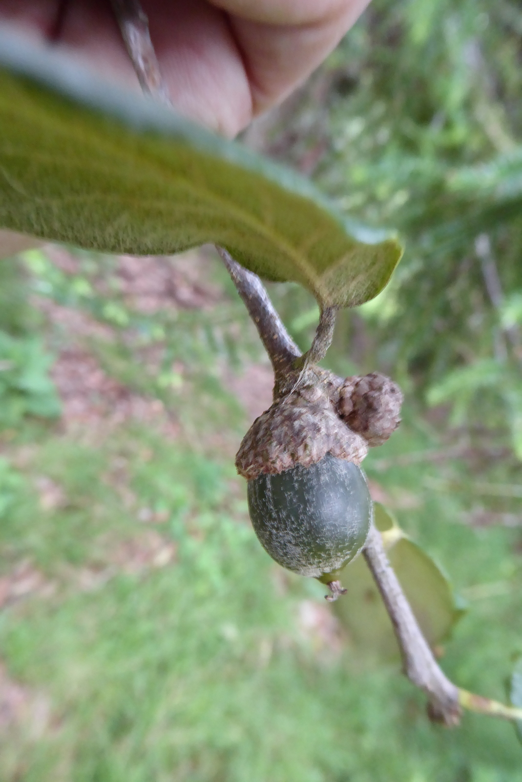 Hybrid Highlight: Quercus ×dysophylla Benth. | International Oak Society