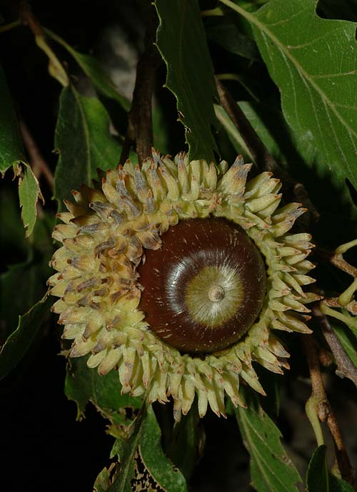 Species Spotlight: Quercus look Kotschy | International Oak Society