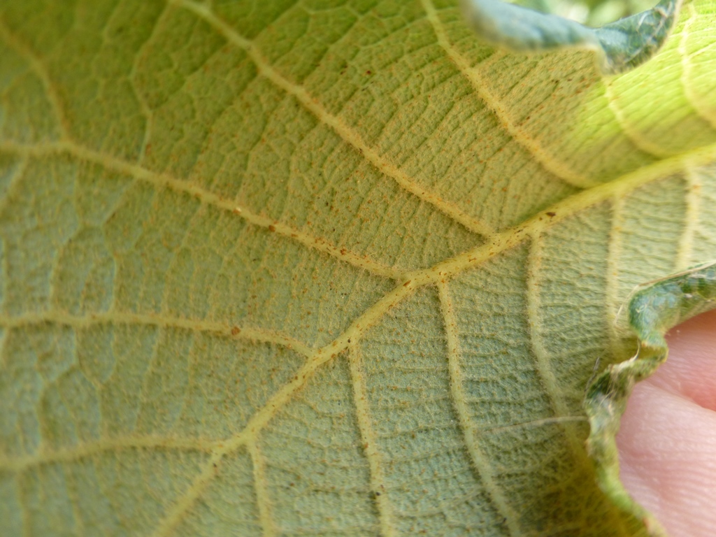 Species Spotlight: Quercus rugosa Née | International Oak Society