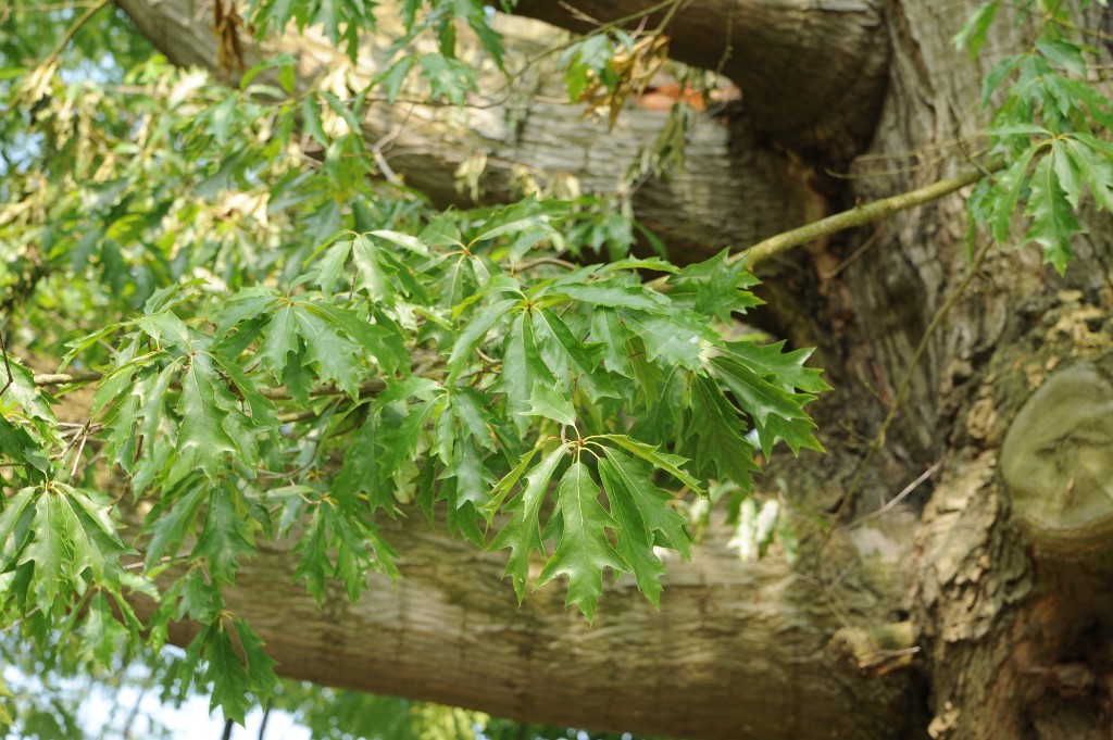 Hybrid Highlight: Quercus ×heterophylla F. Michx. | International Oak ...