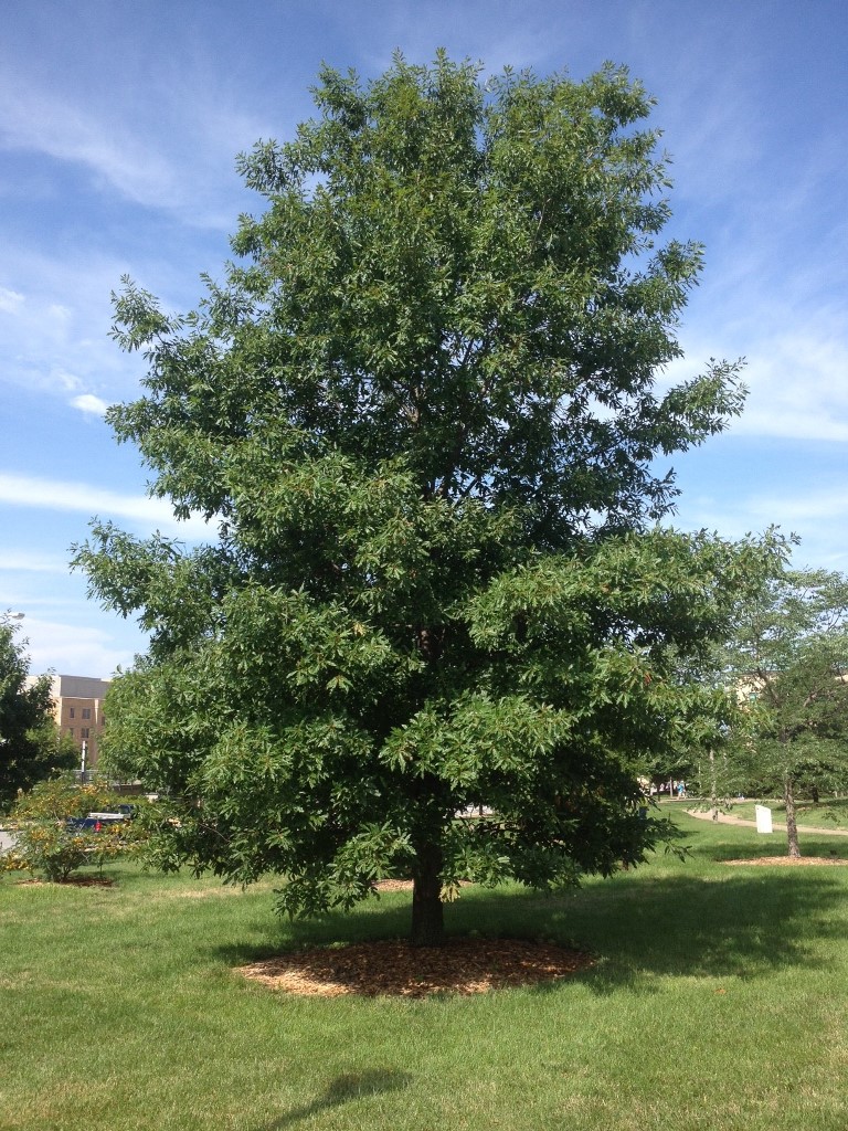 Hybrid Highlight: Quercus ×heterophylla F. Michx. | International Oak ...