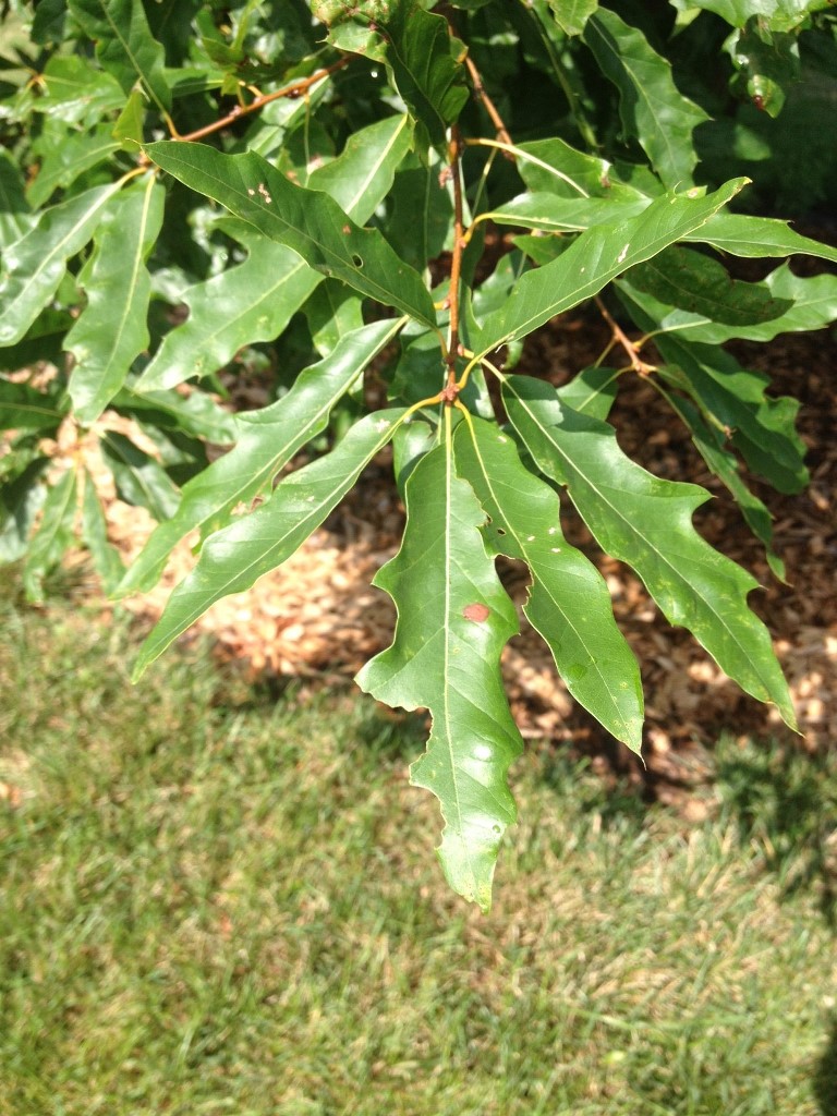Hybrid Highlight: Quercus ×heterophylla F. Michx. | International Oak ...
