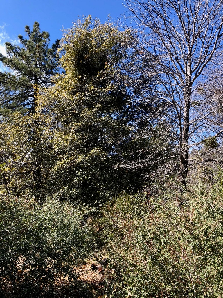 Hybrid Highlight: Quercus ×morehus Kellogg | International Oak Society