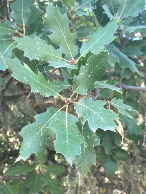 Hybrid Highlight: Quercus ×morehus Kellogg | International Oak Society
