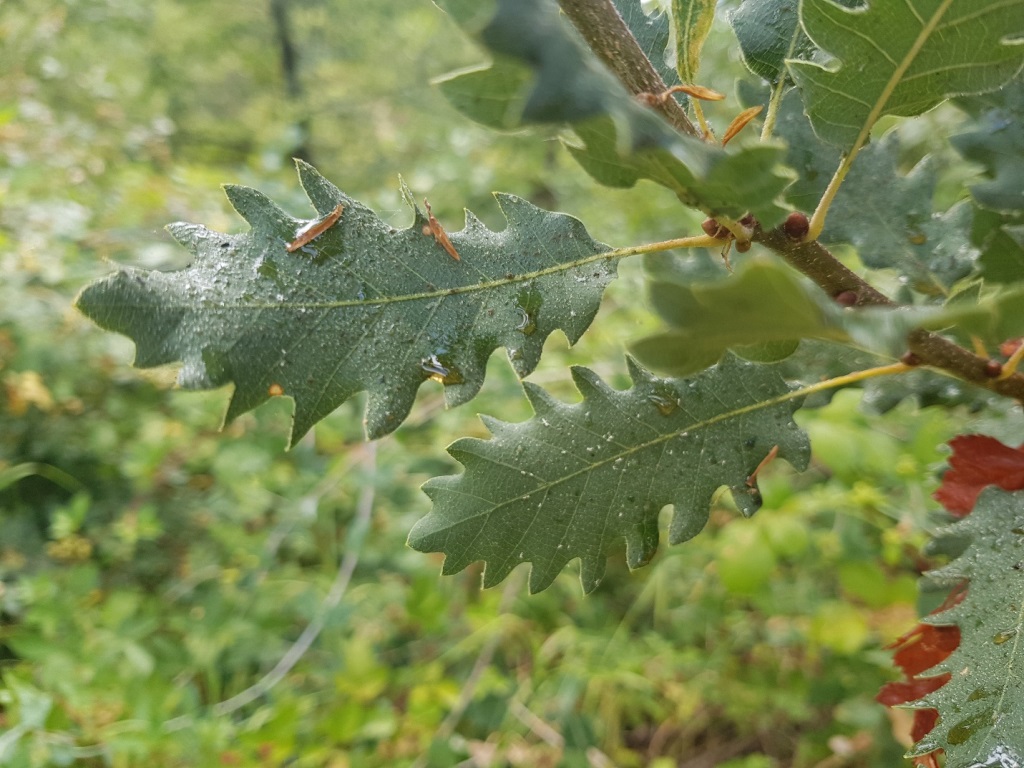 Species Spotlight: Quercus infectoria subsp. veneris (A. Kern.) Meikle ...