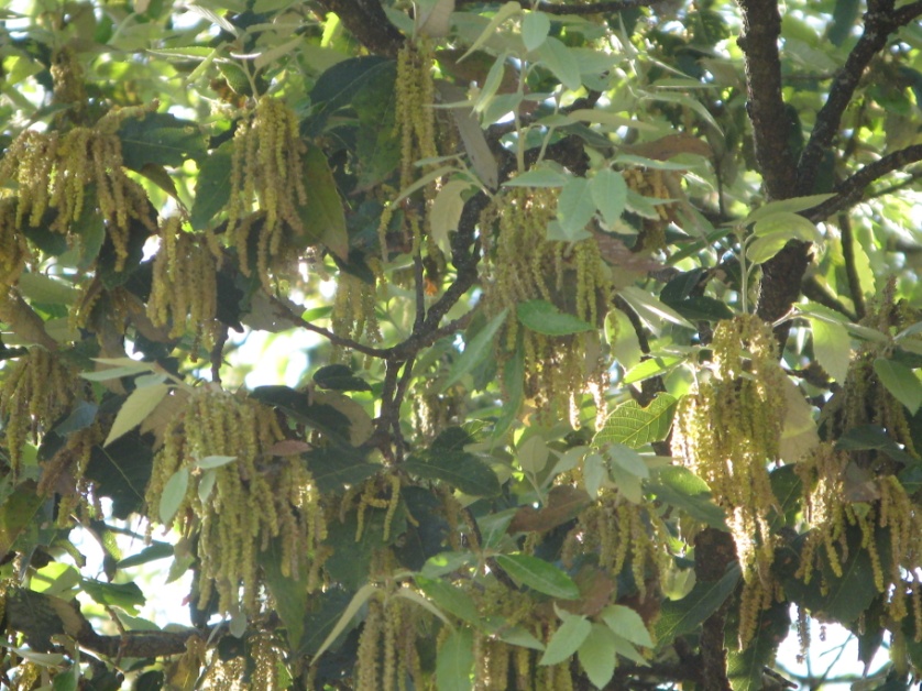 Species Spotlight: Quercus leucotrichophora A. Camus | International ...