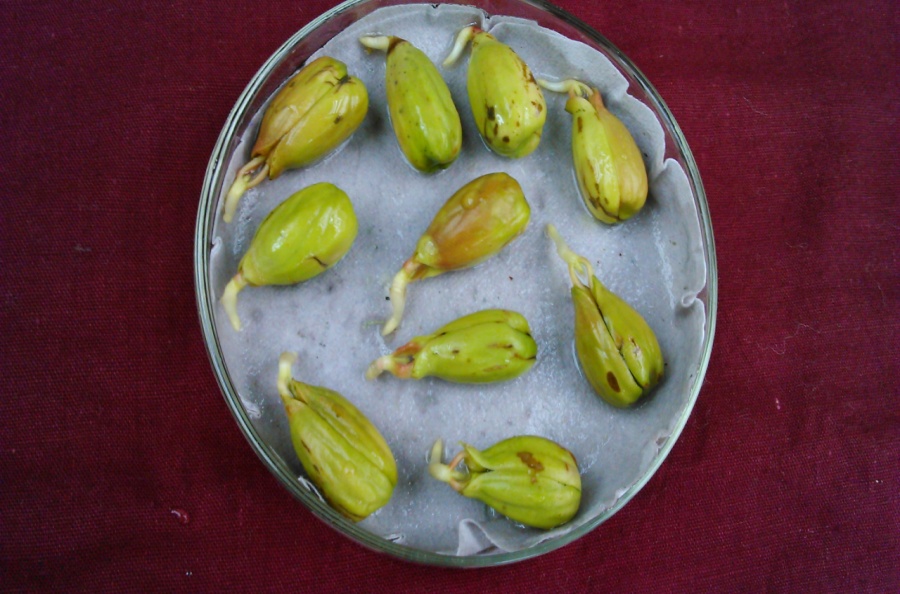 Species Spotlight: Quercus leucotrichophora A. Camus | International ...