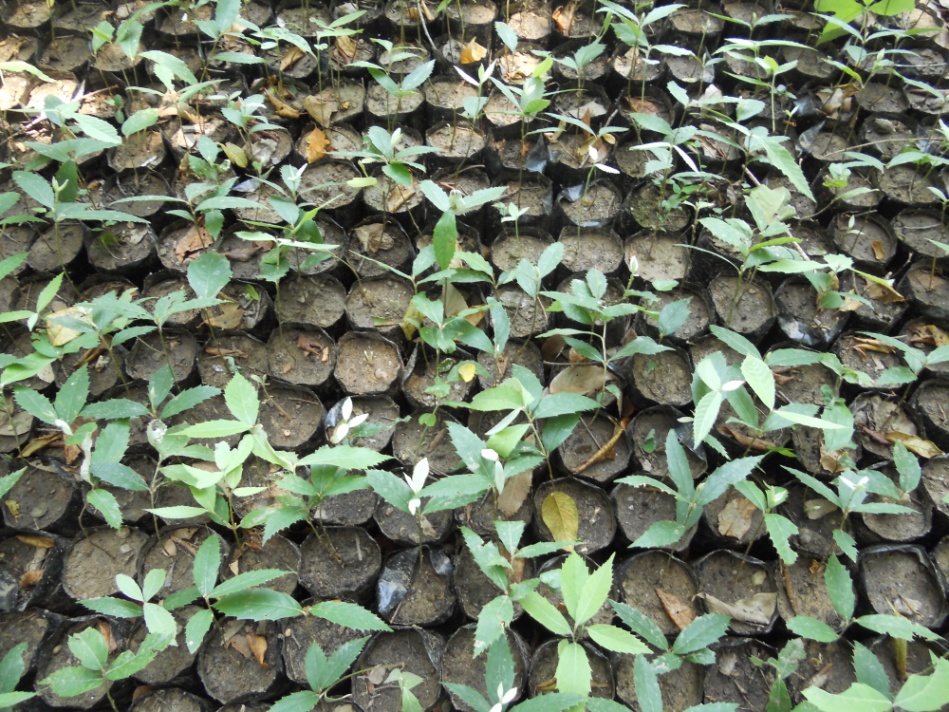 Species Spotlight: Quercus leucotrichophora A. Camus | International ...