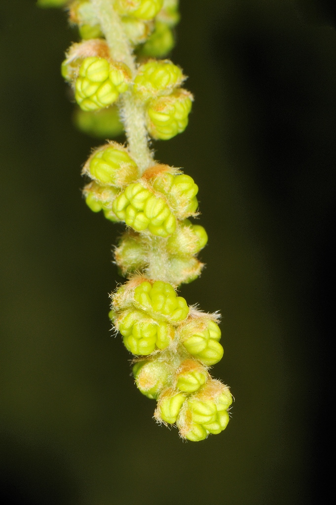 Species Spotlight: Quercus stenophylloides Hayata | International Oak ...