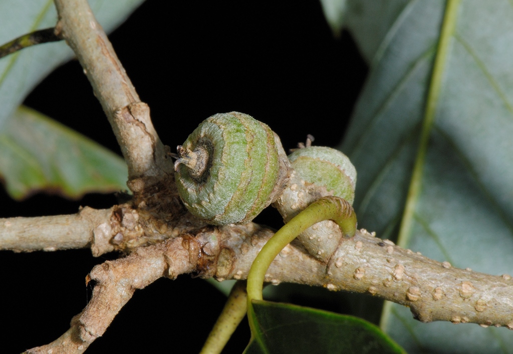 Species Spotlight: Quercus stenophylloides Hayata | International Oak ...