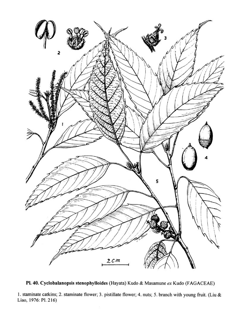 Species Spotlight: Quercus stenophylloides Hayata | International Oak ...