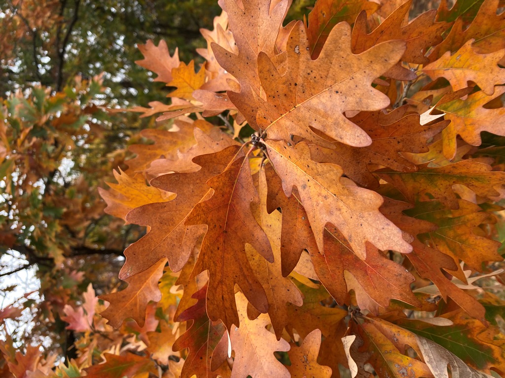 Hybrid Highlight: Quercus ×jackiana C.K. Schneid. | International Oak ...