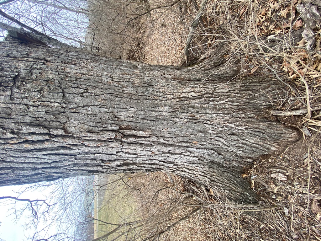 Hybrid Highlight: Quercus ×jackiana C.K. Schneid. | International Oak ...