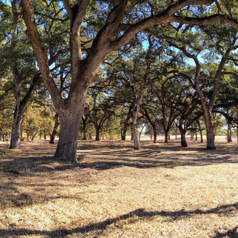 Species Spotlight: Quercus douglasii Hook. & Arn. | International Oak ...