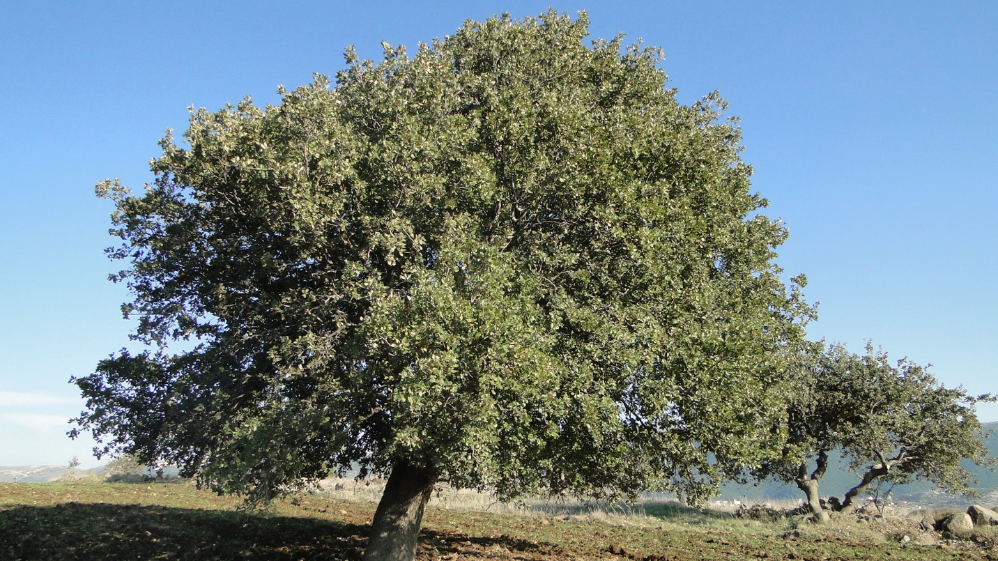Species Spotlight: Quercus ithaburensis Decne. | International Oak Society
