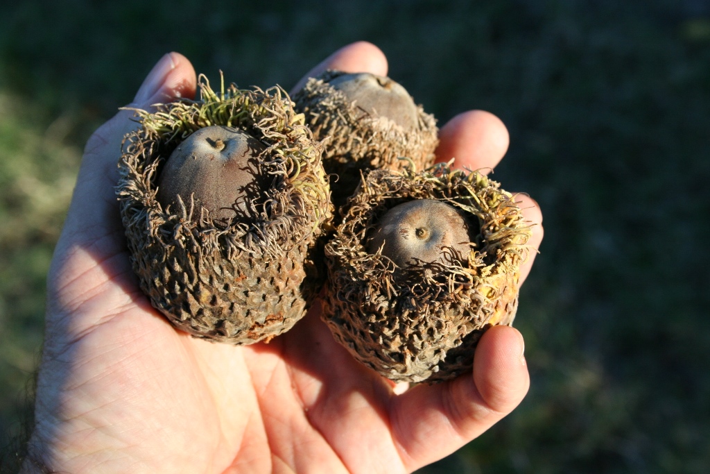 An Ordinary But Very Special Quercus macrocarpa in Paris ...