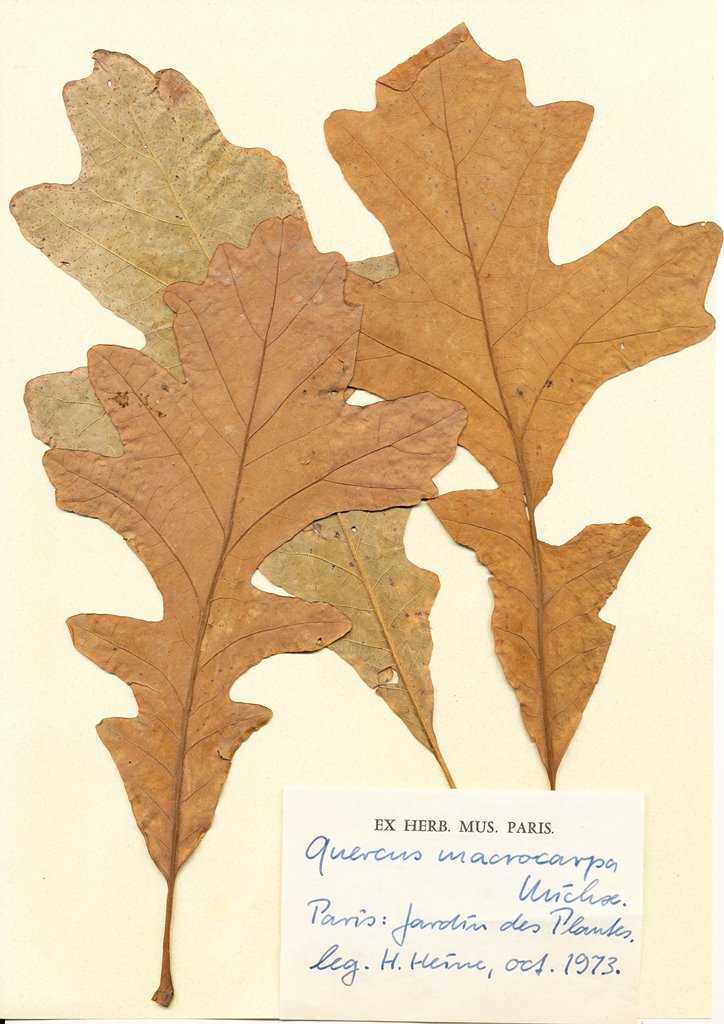 An Ordinary But Very Special Quercus macrocarpa in Paris ...