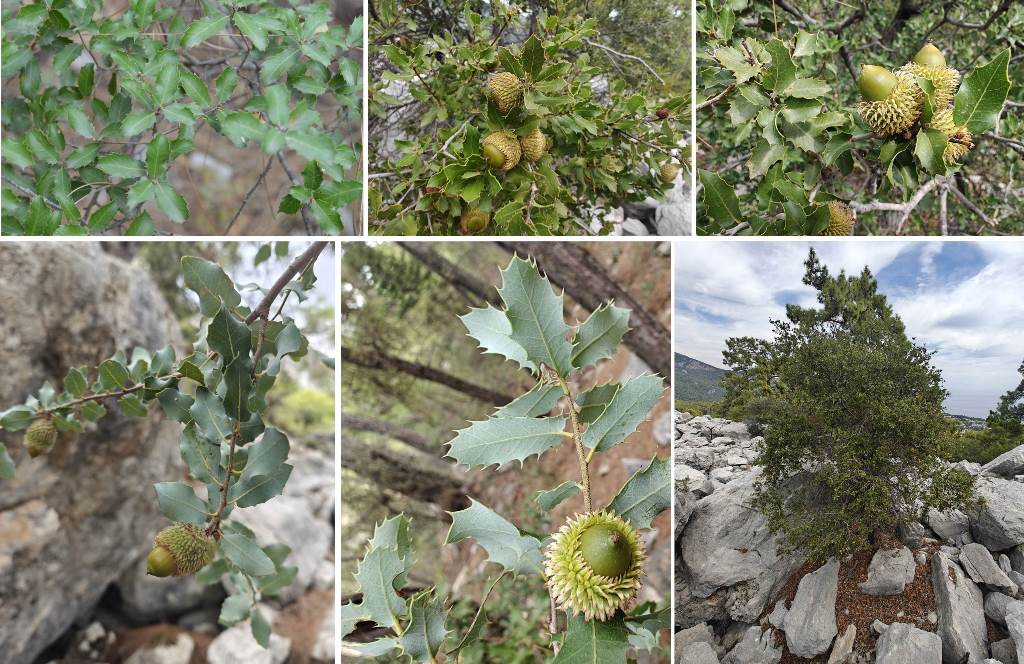 Species Spotlight: Quercus aucheri Jaub. & Spach | International Oak ...
