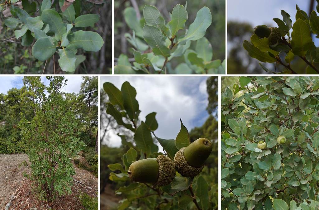 Species Spotlight: Quercus aucheri Jaub. & Spach | International Oak ...