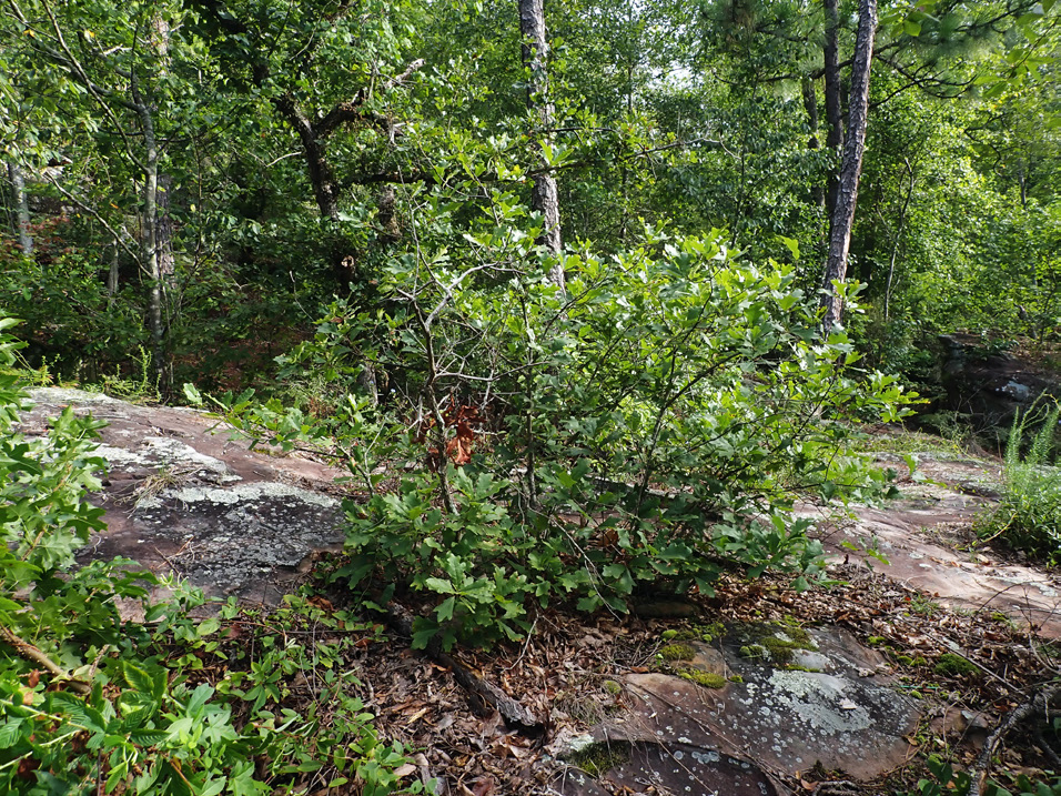 Species Spotlight: Quercus boyntonii | International Oak Society