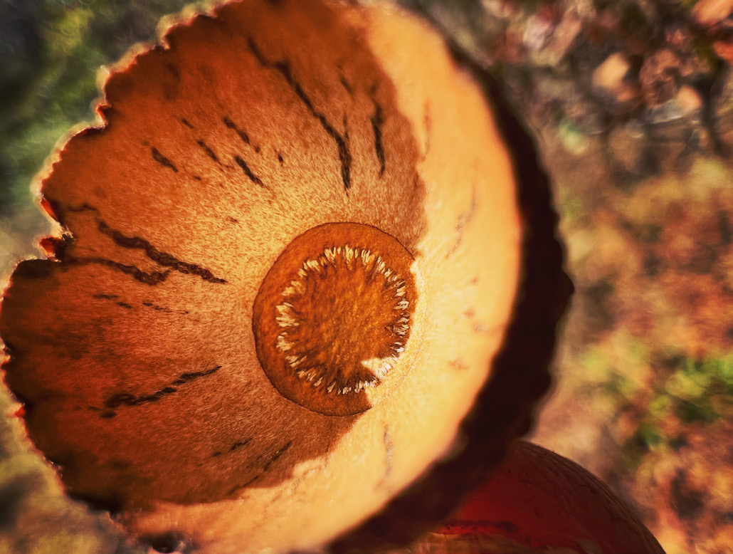 Species Spotlight: Quercus boyntonii | International Oak Society