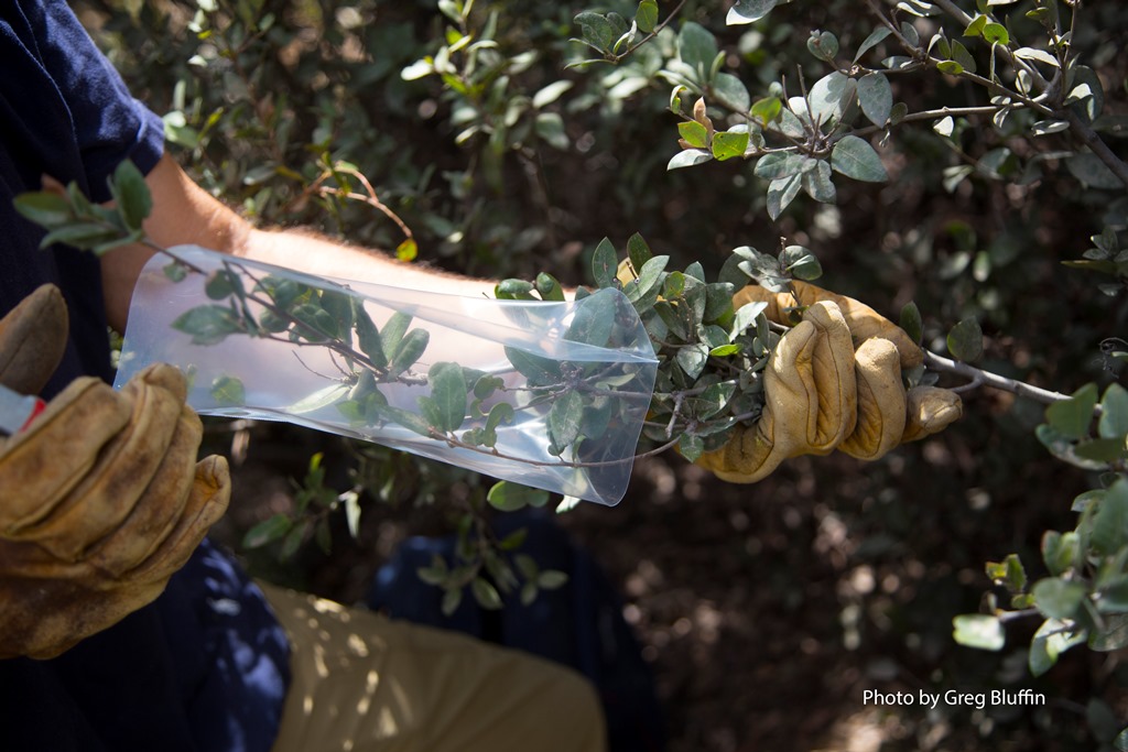 Conservation Efforts for Quercus cedrosensis | International Oak Society