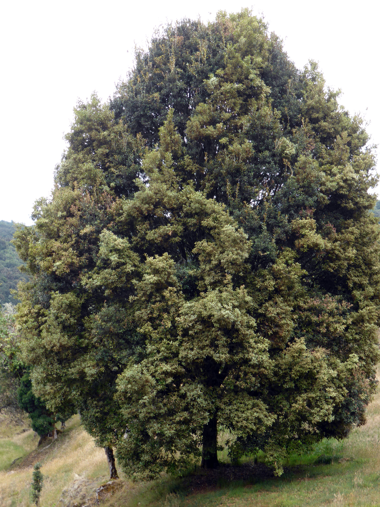 Species Spotlight: Quercus costaricensis Liebm. | International Oak Society