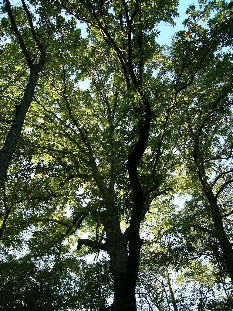 Species Spotlight: Quercus lyrata Walter | International Oak Society