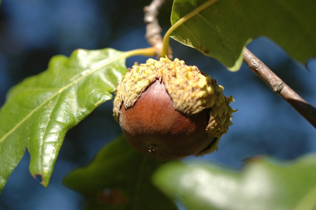 Species Spotlight: Quercus lyrata Walter | International Oak Society