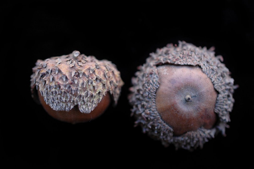 Species Spotlight: Quercus lyrata Walter | International Oak Society