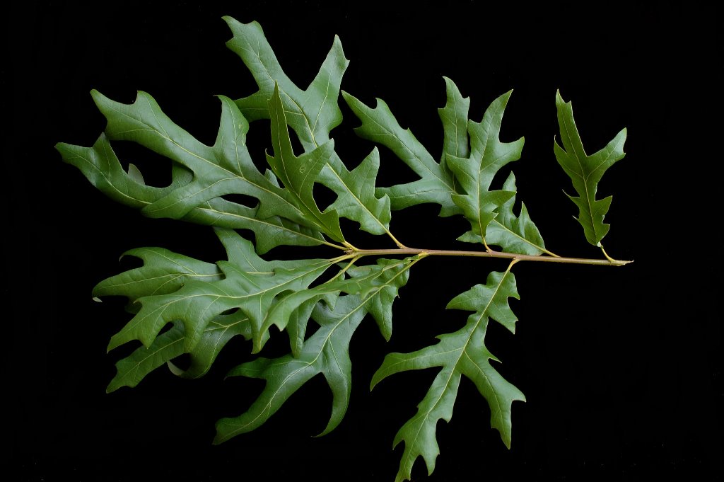 Species Spotlight: Quercus lyrata Walter | International Oak Society