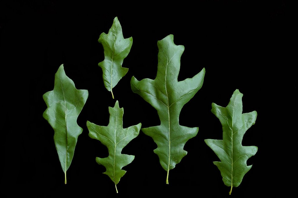 Species Spotlight: Quercus lyrata Walter | International Oak Society