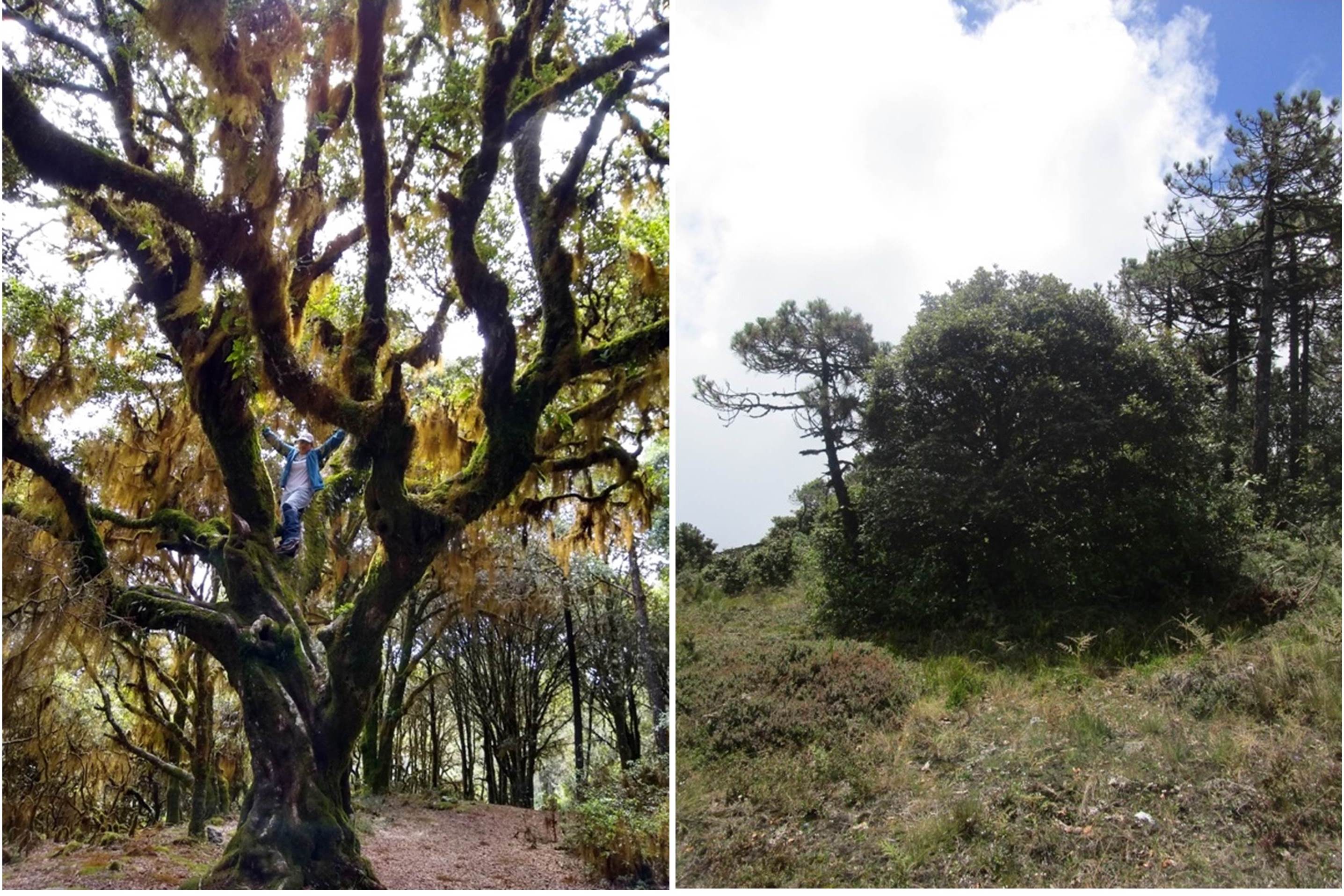 Species Spotlight: Quercus macdougallii Martínez | International Oak ...