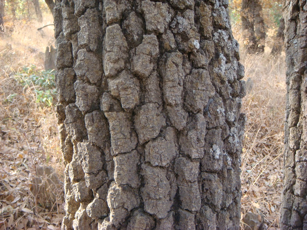Species Spotlight: Quercus magnosquamata Djav.-Khoie | International ...
