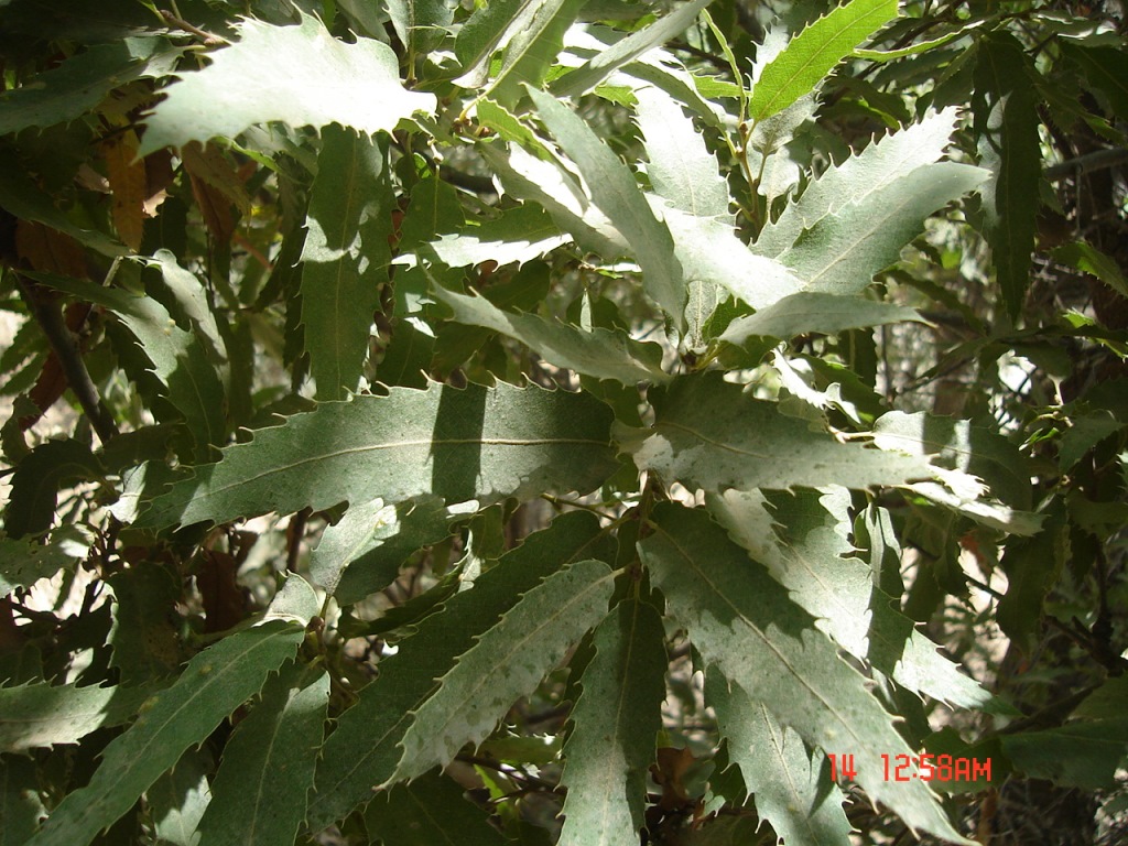 Species Spotlight: Quercus magnosquamata Djav.-Khoie | International ...