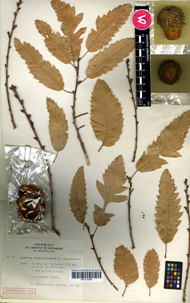Species Spotlight: Quercus magnosquamata Djav.-Khoie | International ...
